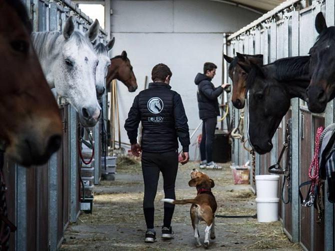 Equery for horse trainers & owners | Muscle building