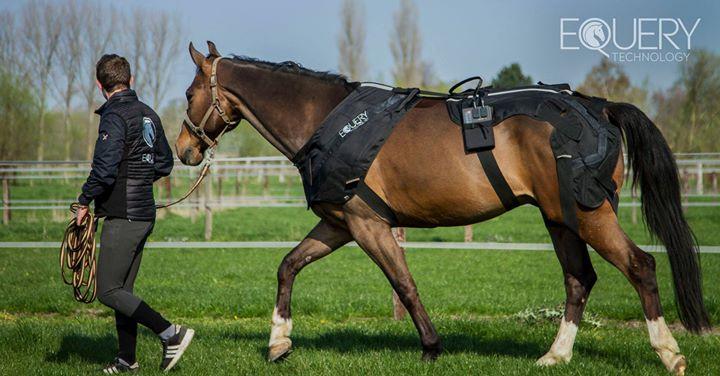 Equery | Spieropbouw & spierstimulatie voor paarden